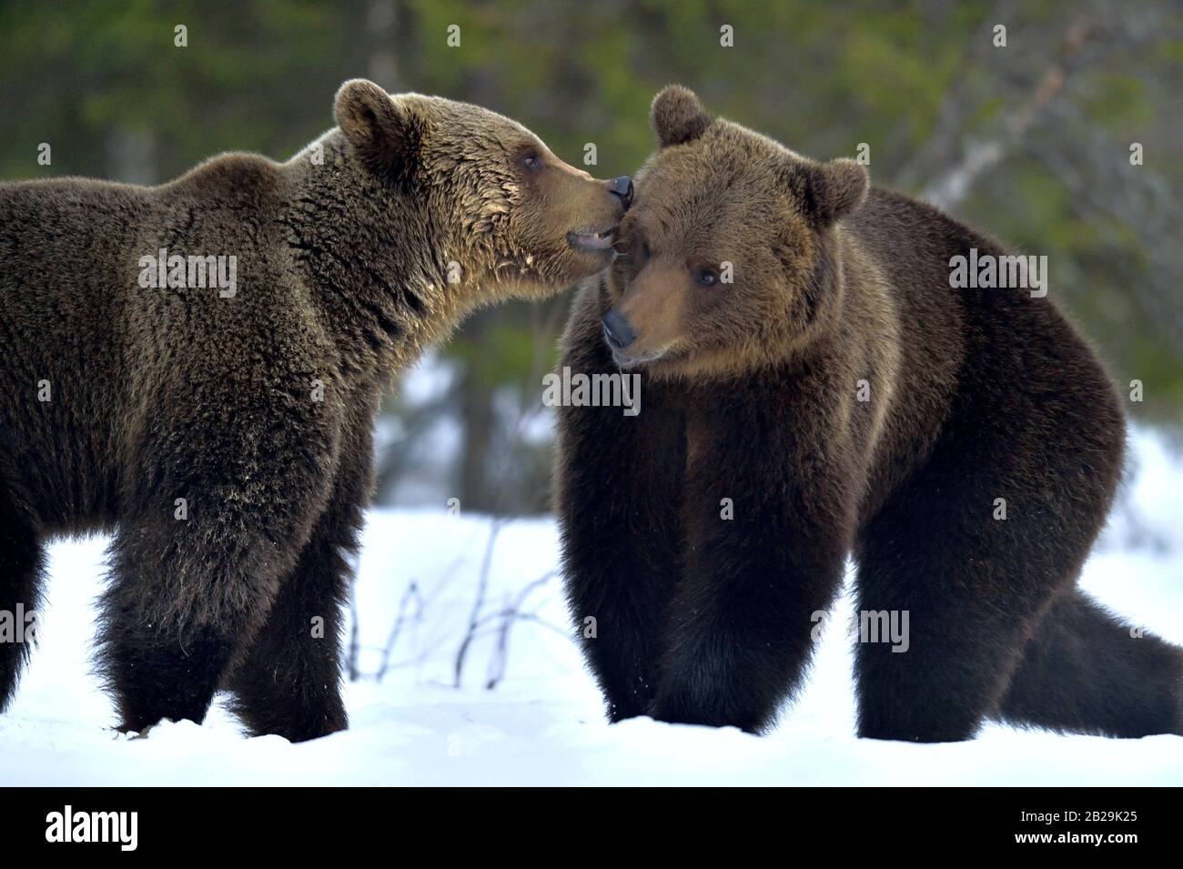 Bears kiss hi-res stock photography and images - Alamy