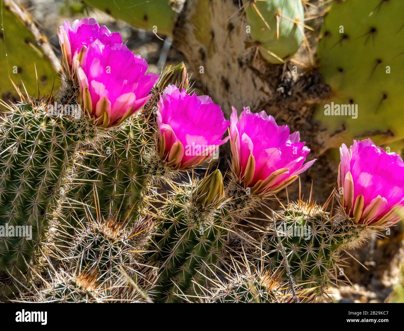 Pink cactus flowers and buds hi-res stock photography and images - Alamy
