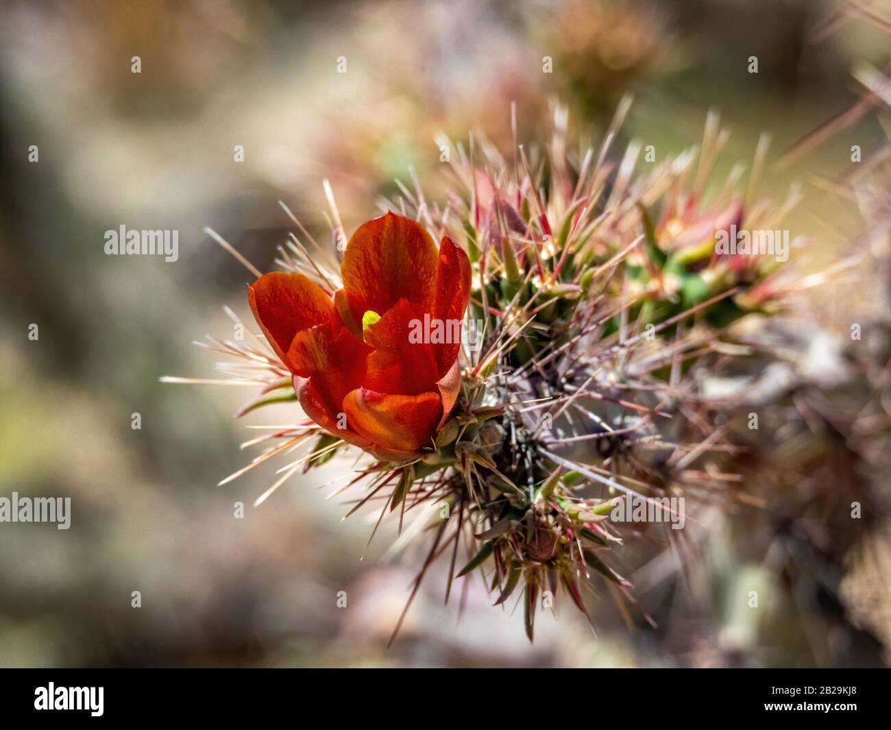 Barrel cactus desert hi-res stock photography and images - Alamy