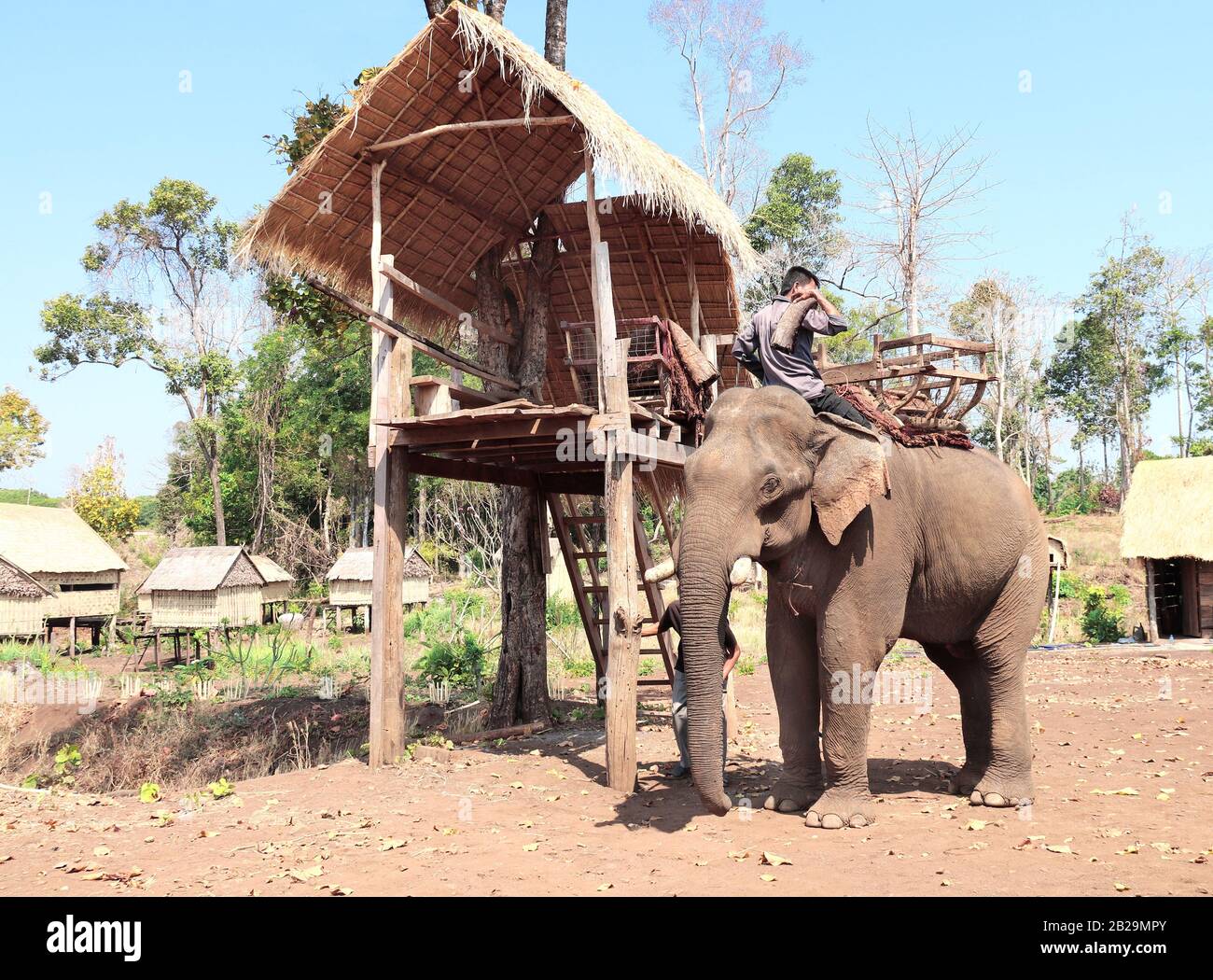 Elephant in a cambodian village where elephant population conservation ...