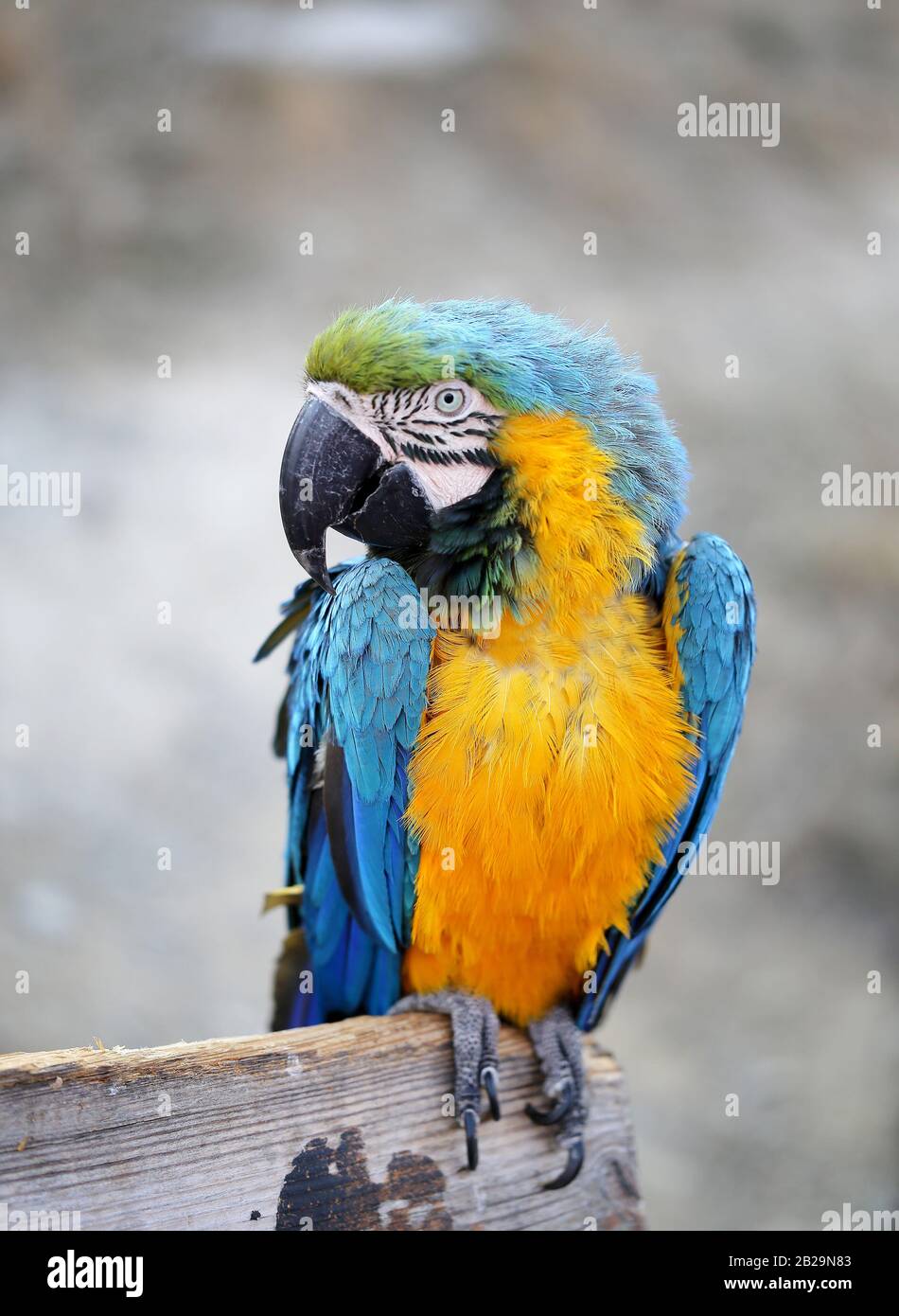 Photo of a blue macaw in the Park Stock Photo - Alamy
