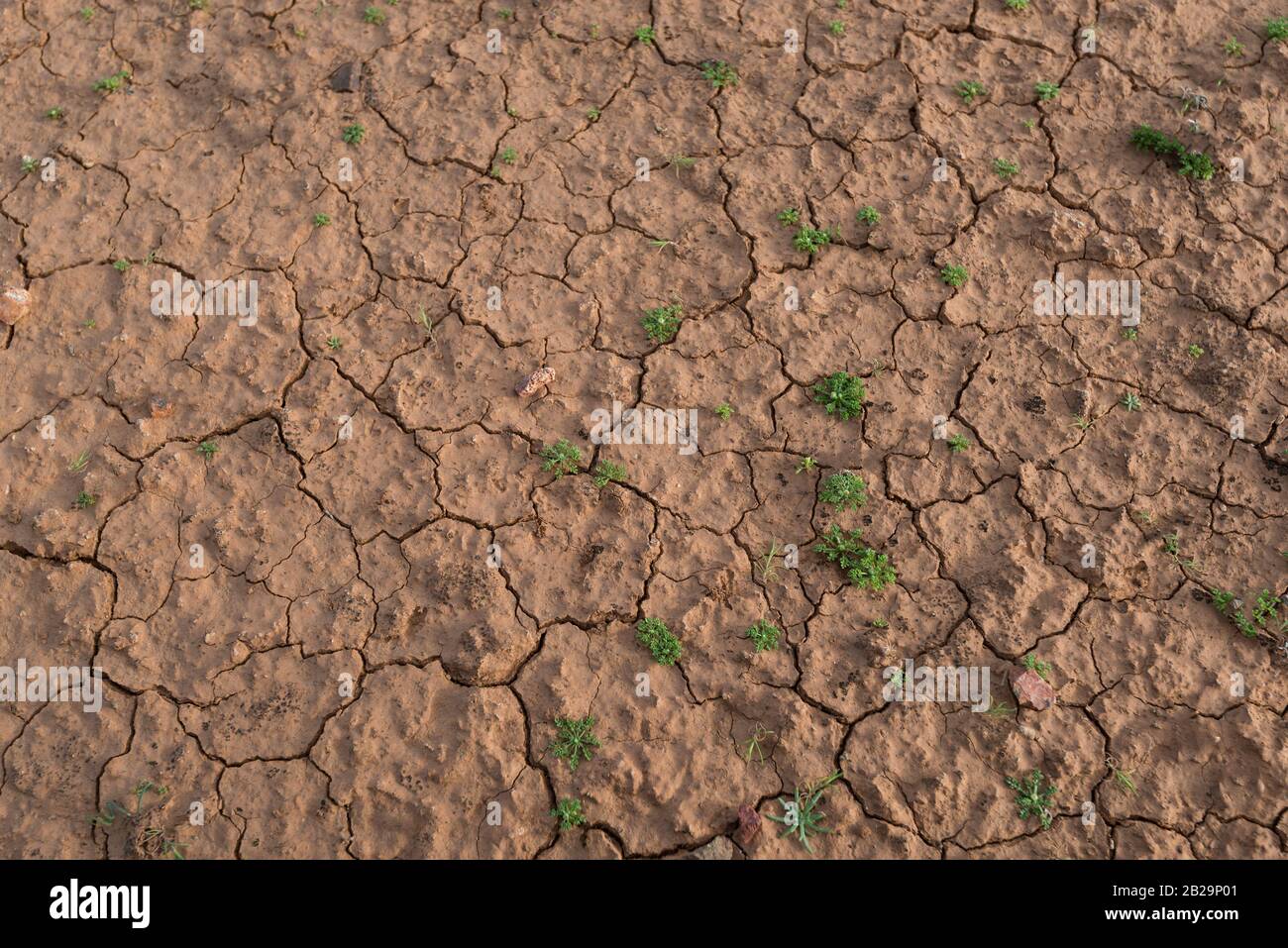 Growing in a dry place hi-res stock photography and images - Alamy