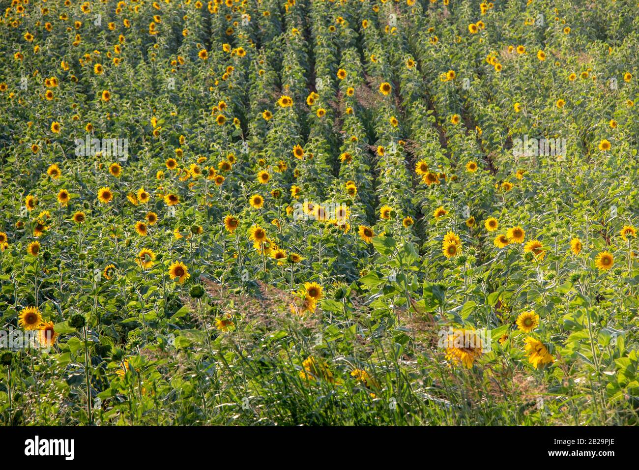 Sunflower field landscape , field of blooming sunflowers as natural ...