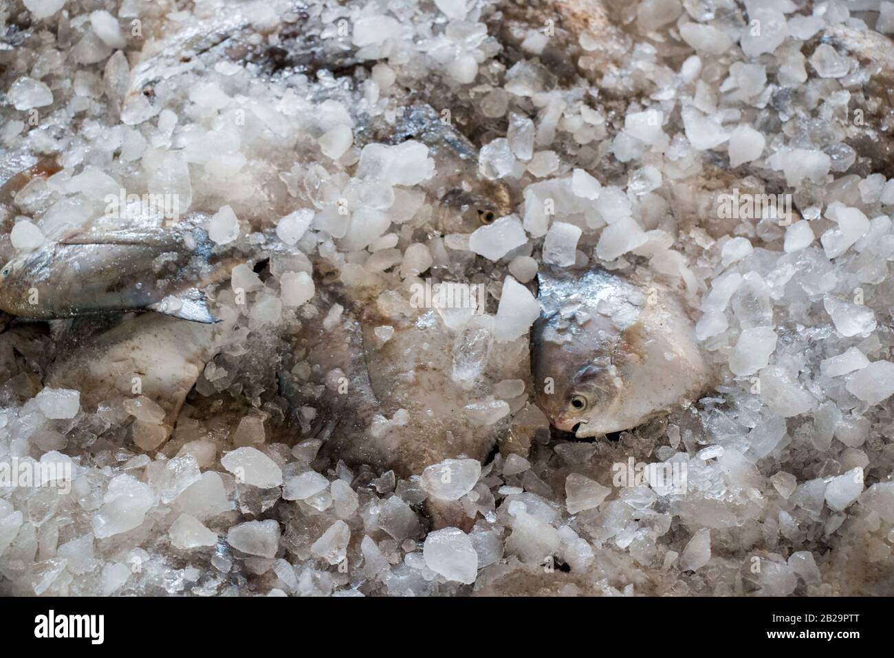 Seafood is any form of sea life regarded as food by humans, including ...