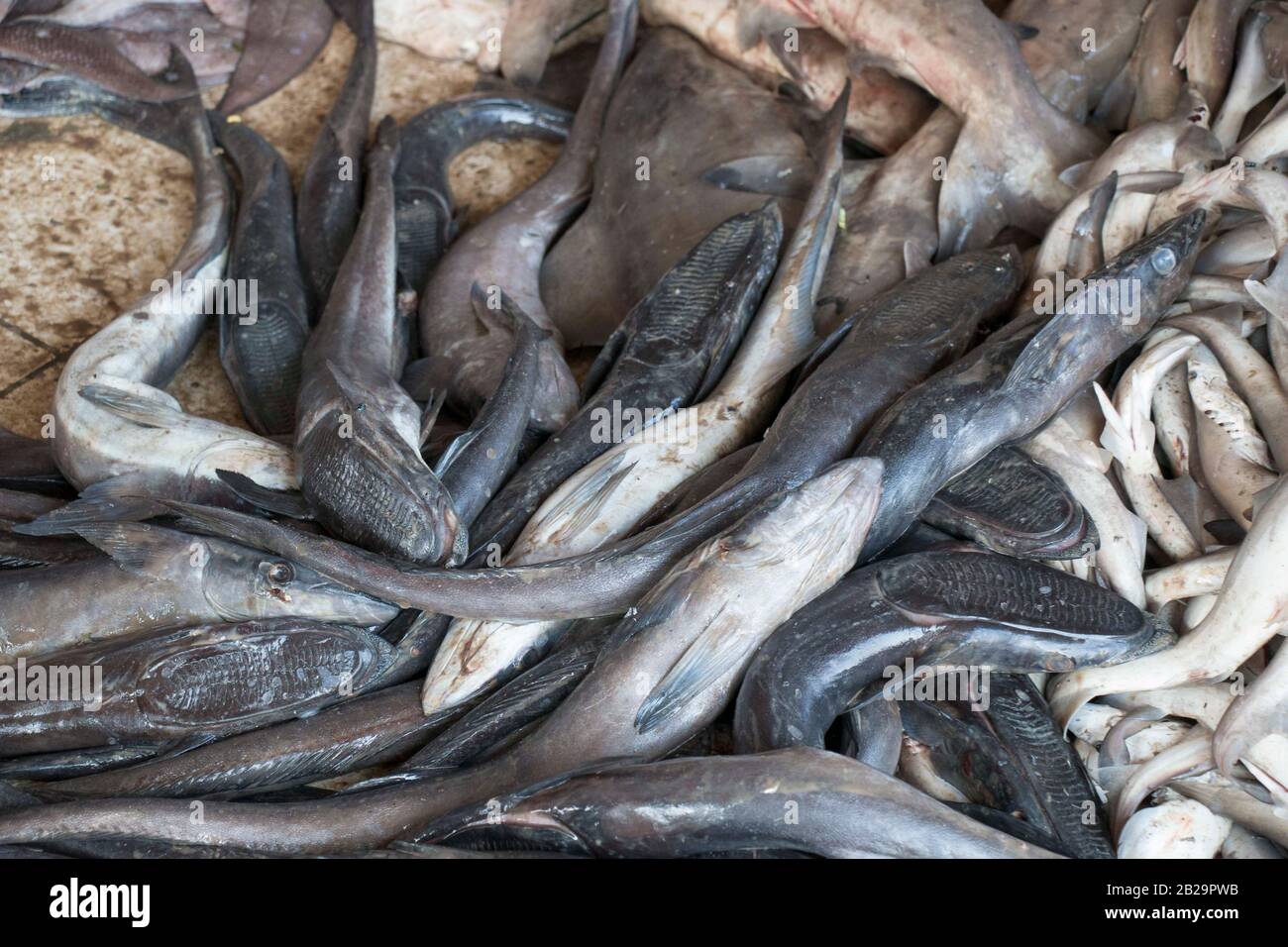 Apex of food chain hi-res stock photography and images - Alamy