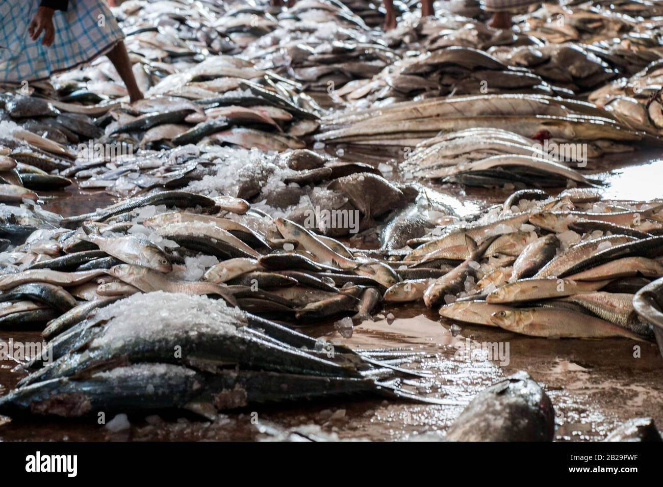 Seafood is any form of sea life regarded as food by humans, including ...