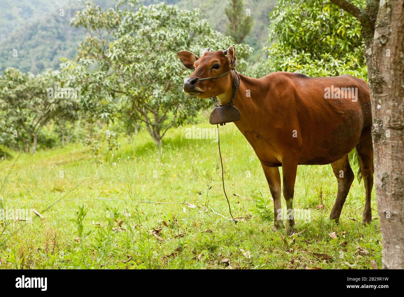 Balinese domestic cow resting on green grass Stock Photo - Alamy