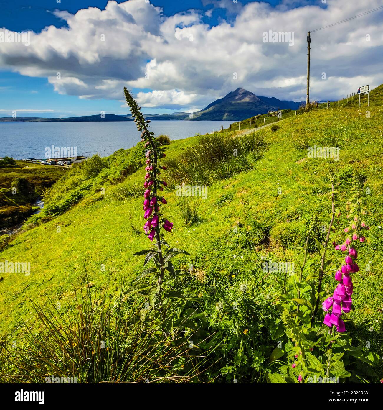 Traditional Scottish Mountains Flowers and bushes close-up Stock Photo ...