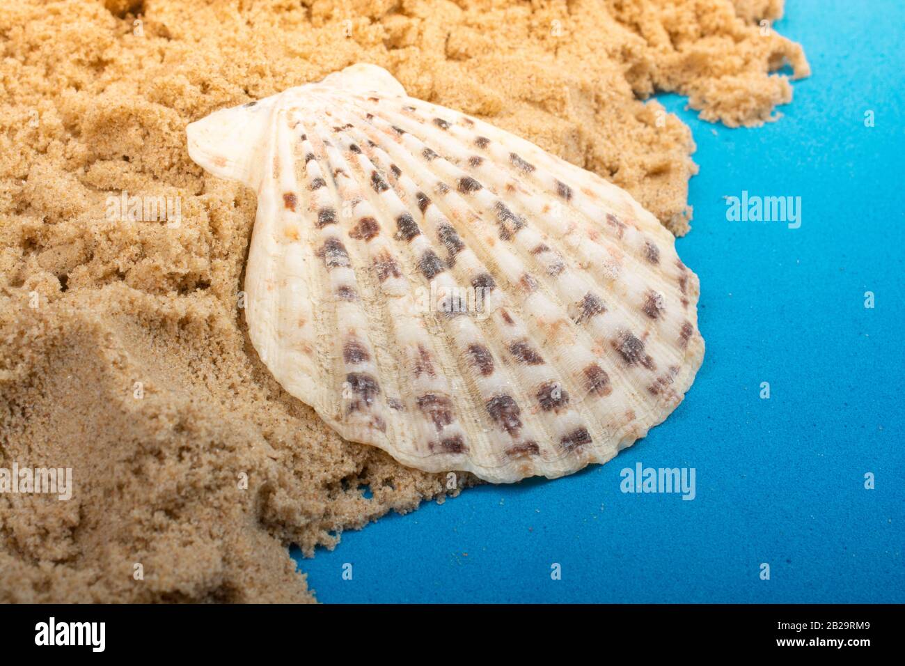 Natural seashell macro texture. Seashells background texture Stock ...