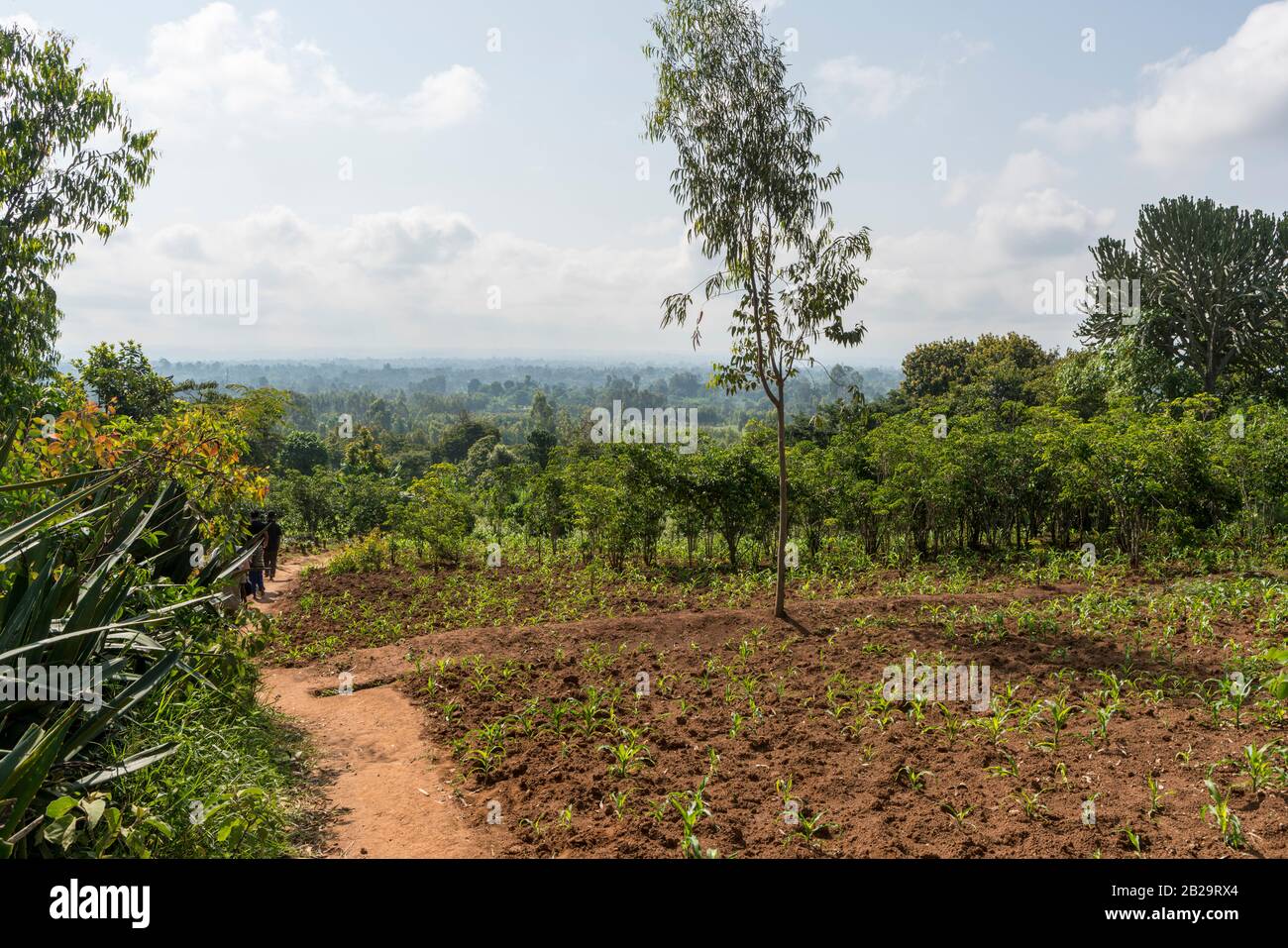 Lush vegetation, agriculture and farmland in rural southern Ethiopia ...