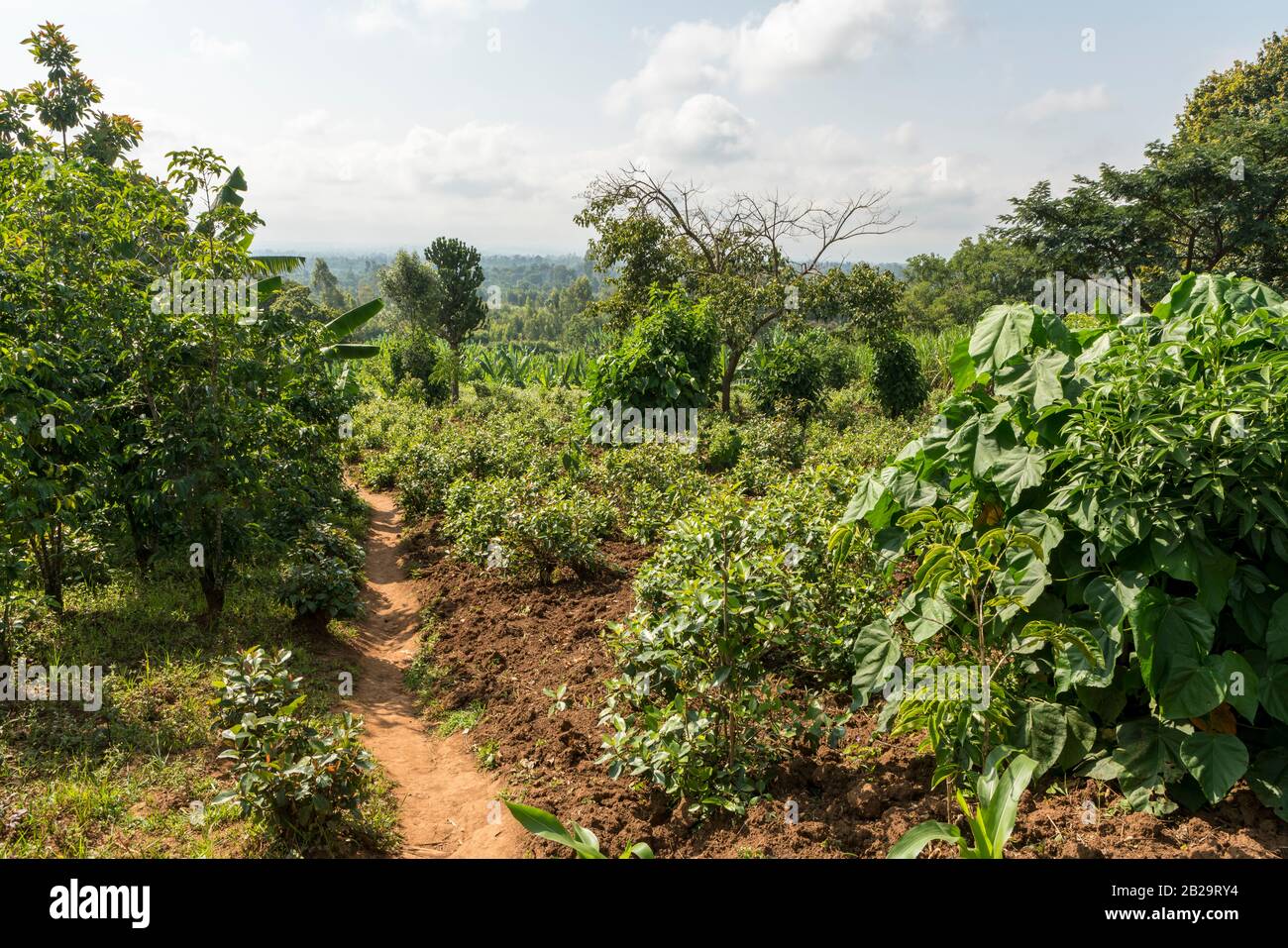 Lush vegetation, agriculture and farmland in rural southern Ethiopia ...