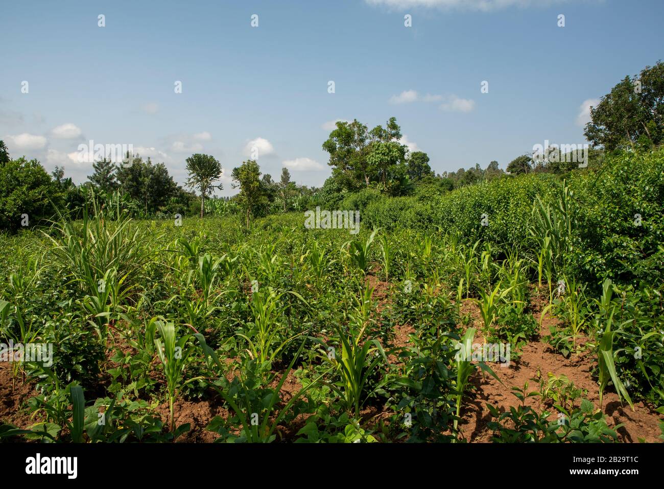 Lush vegetation, agriculture and farmland in rural southern Ethiopia ...
