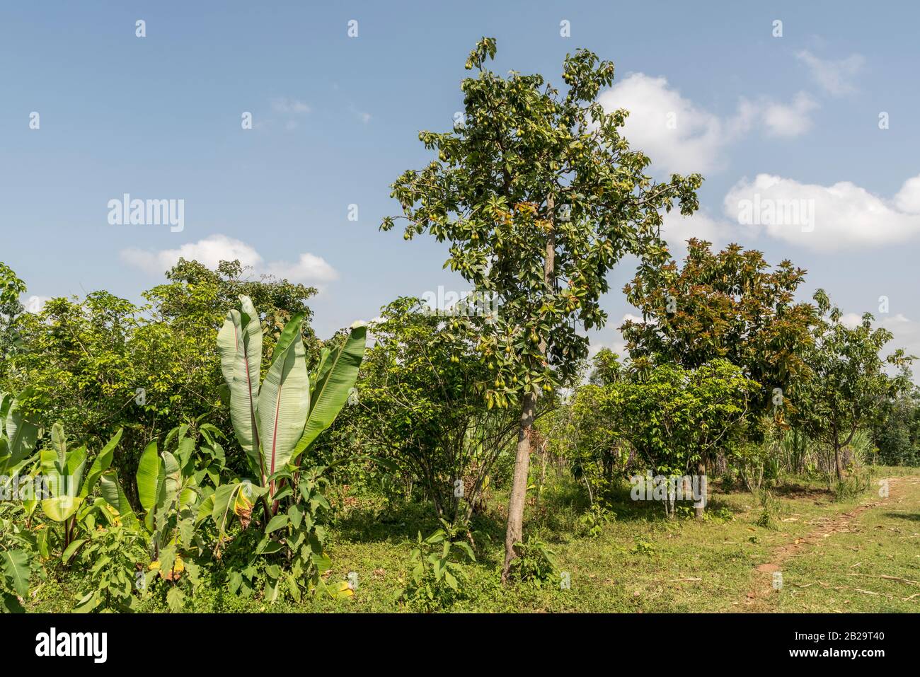 Lush vegetation, agriculture and farmland in rural southern Ethiopia ...