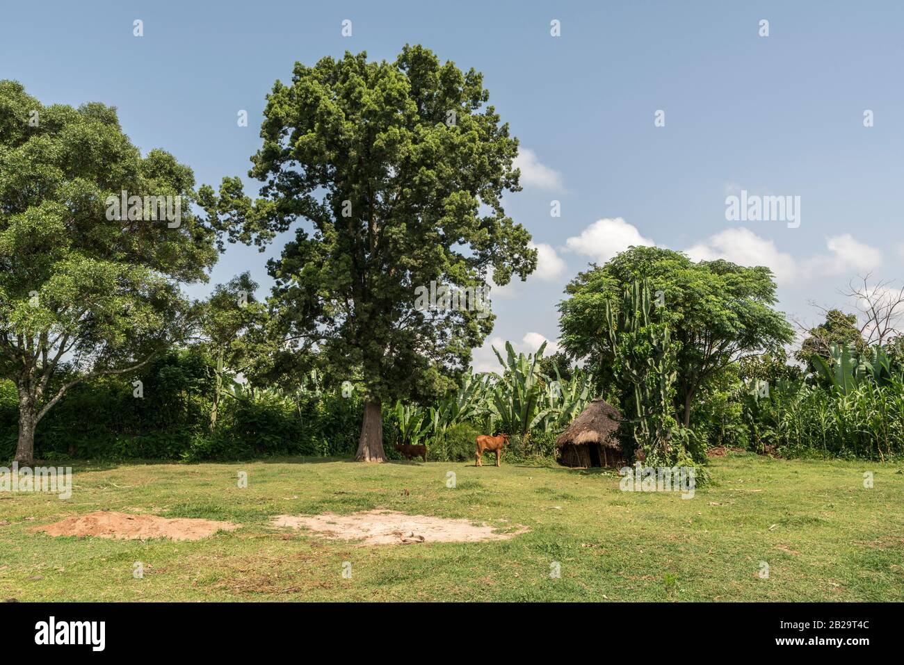 Traditional ethiopian hut tukul hi-res stock photography and images - Alamy