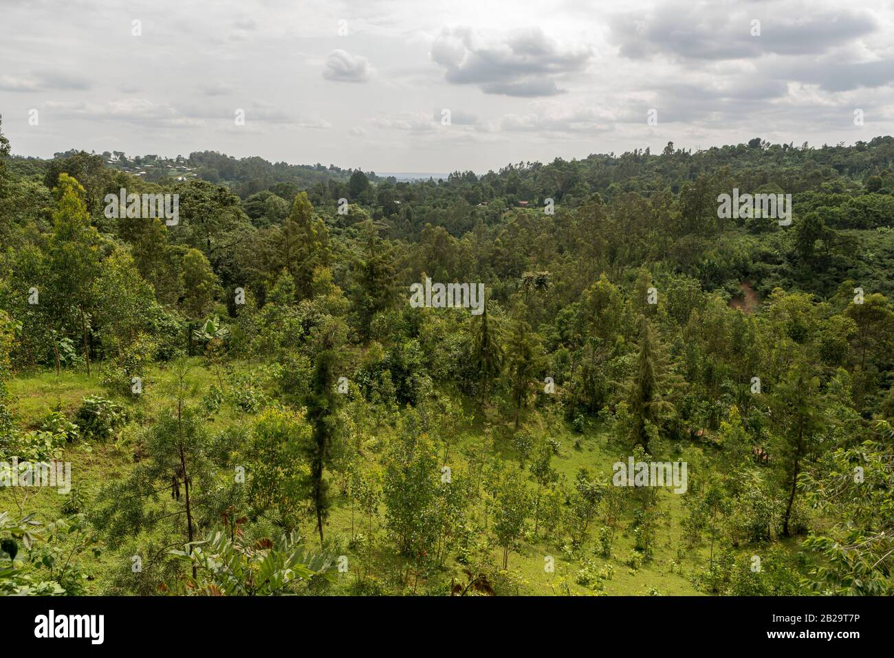 Lush green vegetation in rural southern Ethiopia Stock Photo - Alamy