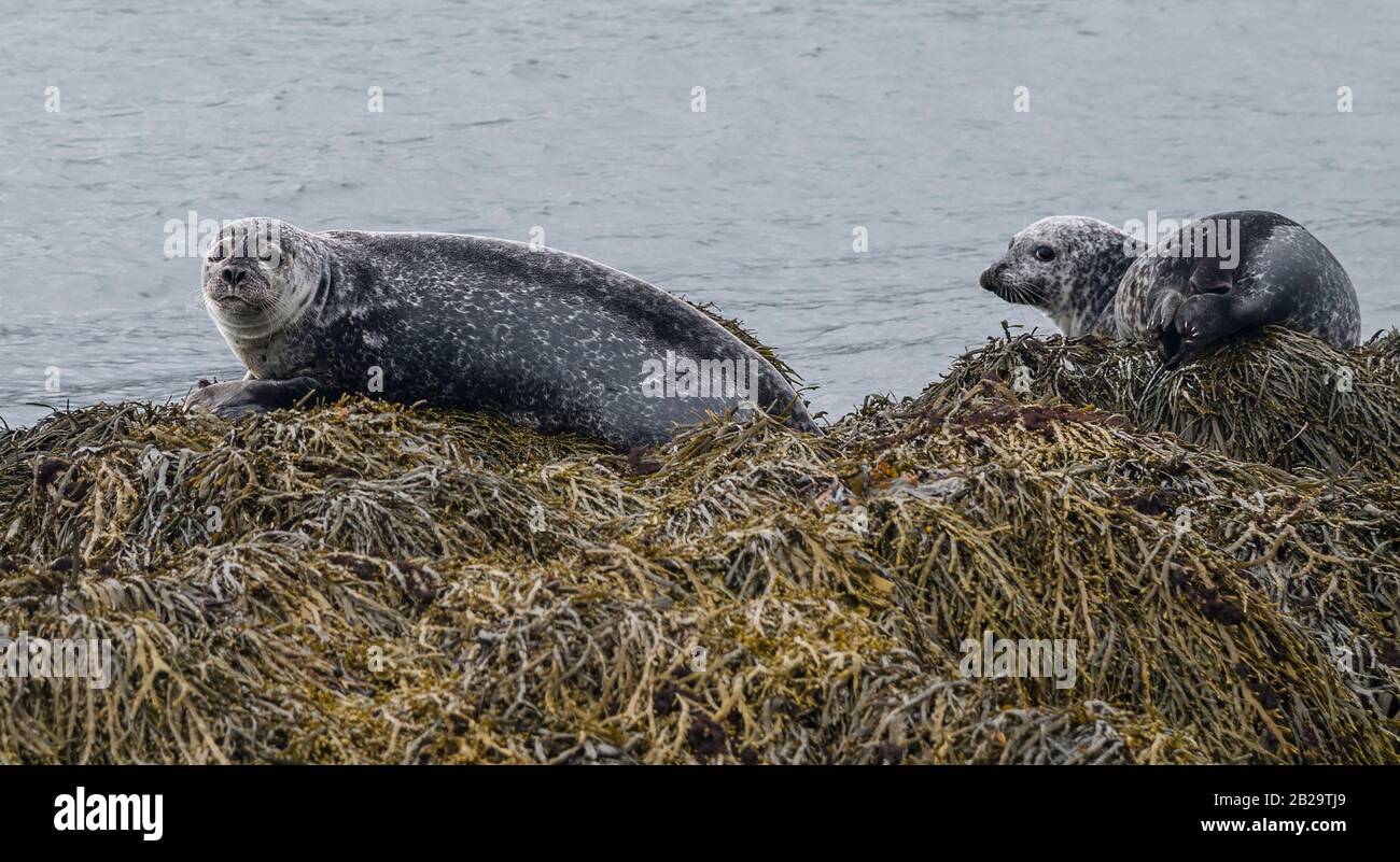 Two Iceland seals on covered with seaweed island. Gray sea in ...