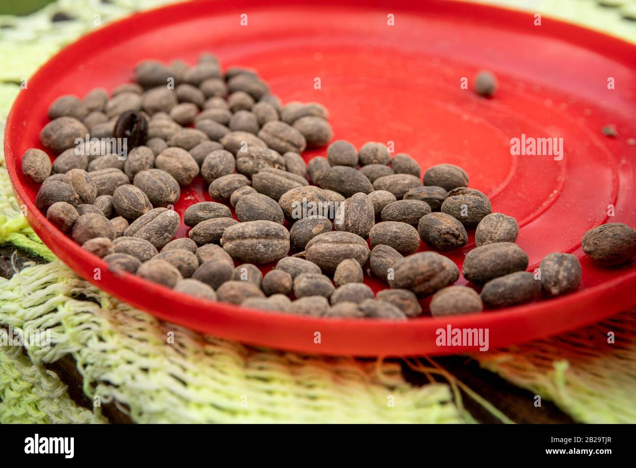 Dried coffee cherries on a plate in southern Ethiopia Stock Photo - Alamy