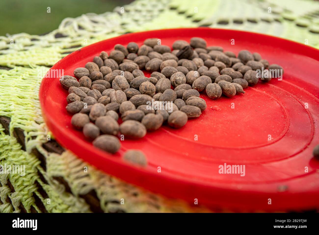 Dried coffee cherries on a plate in southern Ethiopia Stock Photo - Alamy