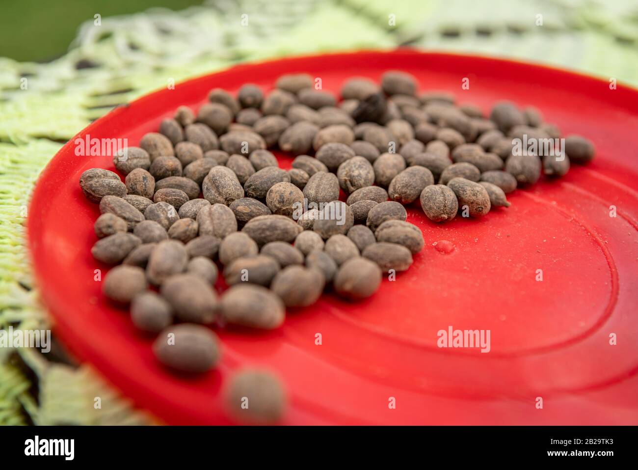 Dried coffee cherries on a plate in southern Ethiopia Stock Photo - Alamy