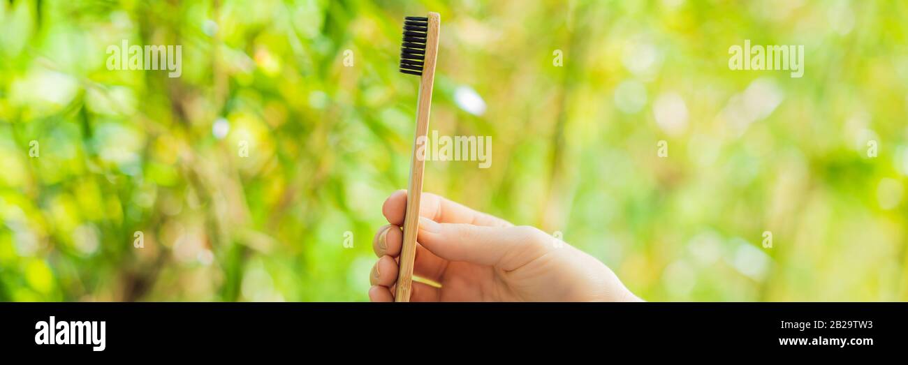 Bamboo toothbrush on a background of green growing bamboo BANNER, LONG ...