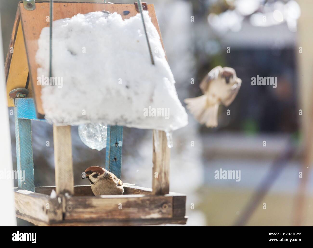 Garden trough winter hi-res stock photography and images - Alamy