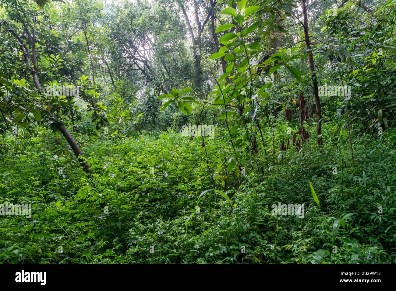 Lush green vegetation in rural southern Ethiopia Stock Photo - Alamy