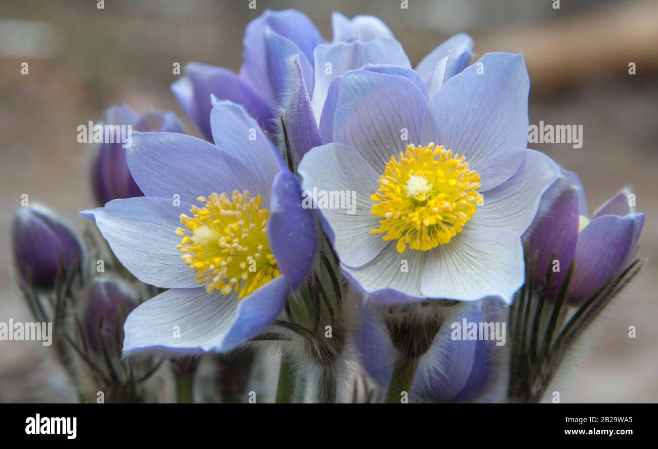 Eastern pasqueflowers or Rock lily, prairie crocus, cutleaf anemone ...