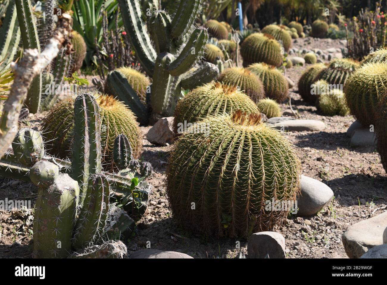 Long spikes cactus hi-res stock photography and images - Alamy