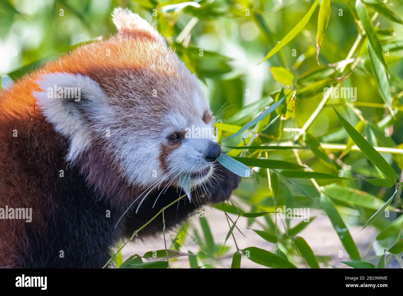 Red panda, Ailurus fulgens, portrait of a cute animal Stock Photo - Alamy