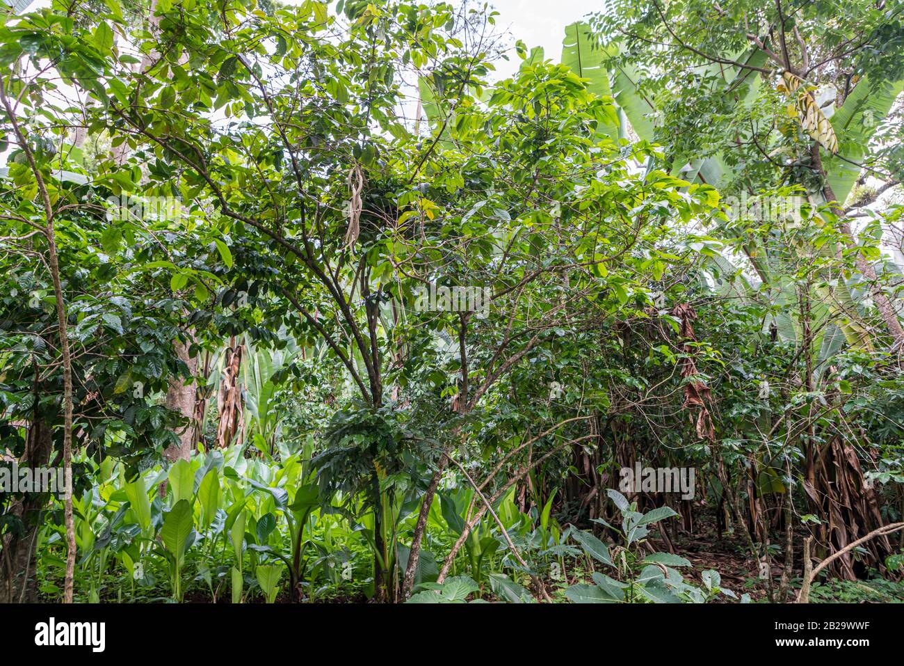 Lush green vegetation in rural southern Ethiopia Stock Photo - Alamy