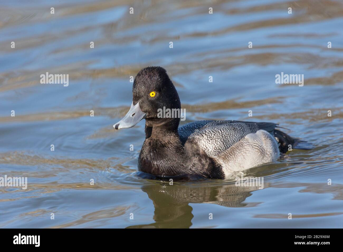 male Lesser scaup duck at Delta BC Canada Stock Photo - Alamy
