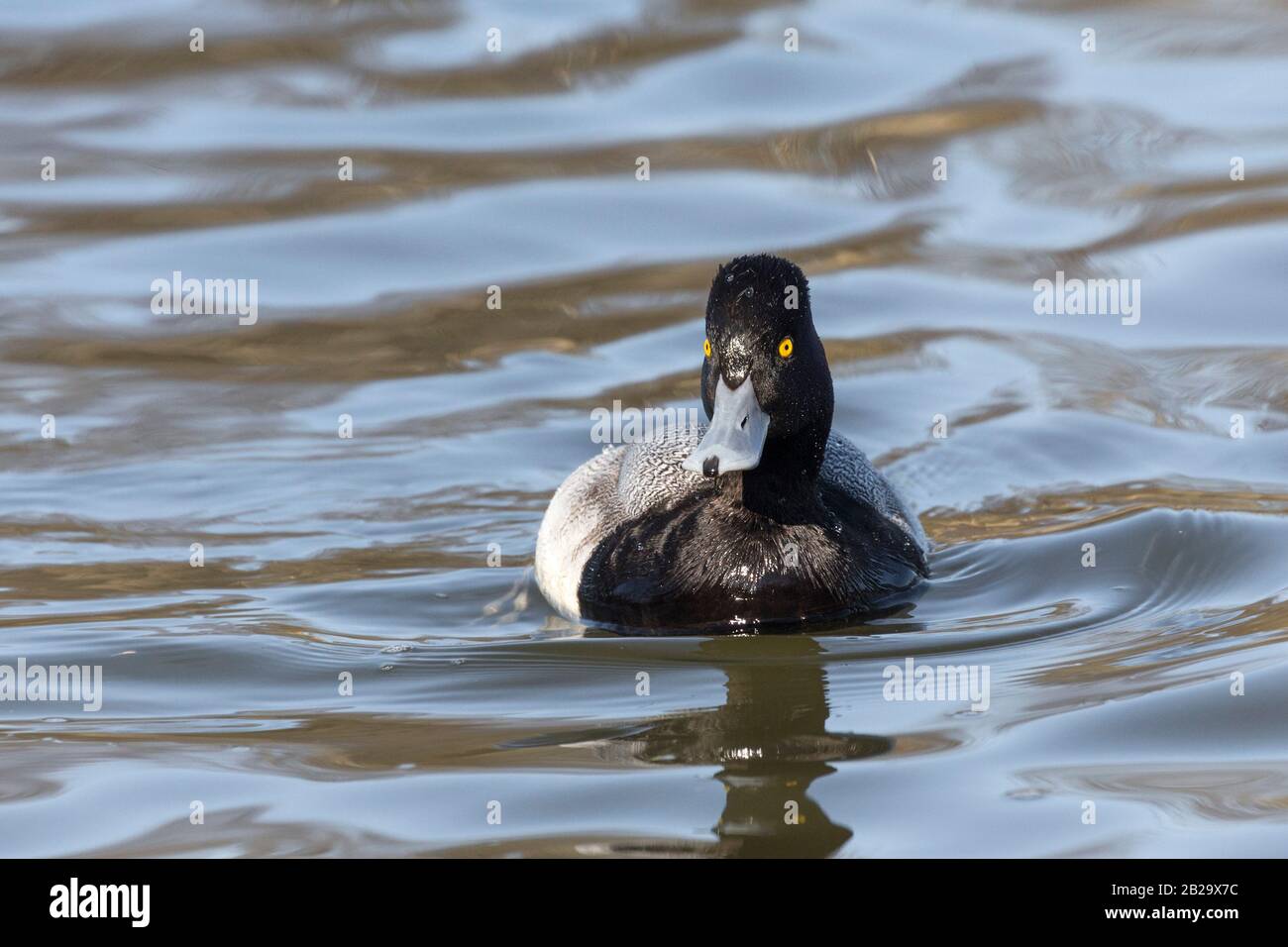 male Lesser scaup duck at Delta BC Canada Stock Photo - Alamy