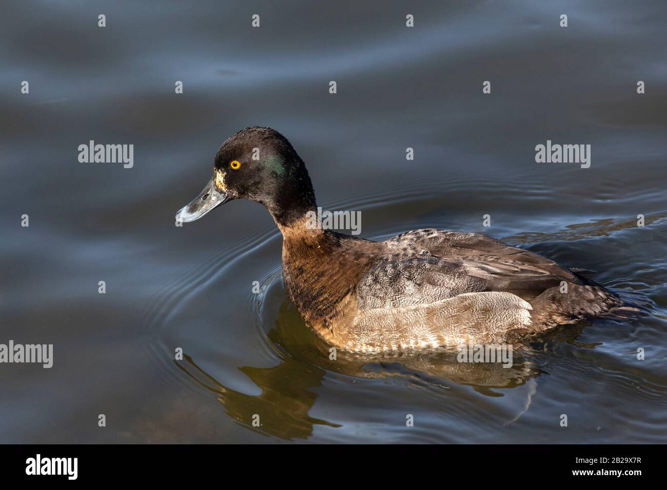 Female Lesser scaup duck at Delta BC Canada Stock Photo - Alamy
