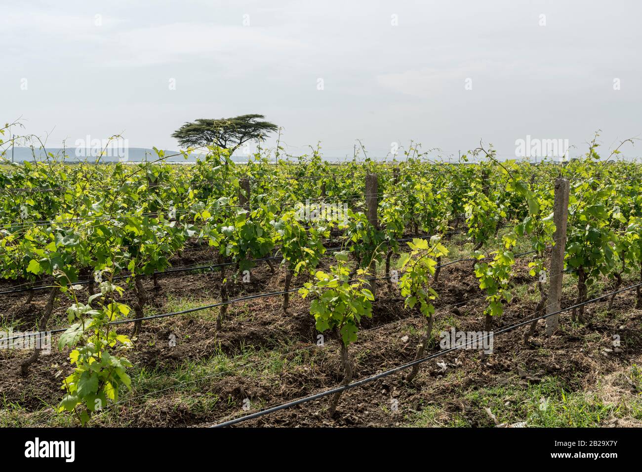 Ethiopian rift hi-res stock photography and images - Alamy