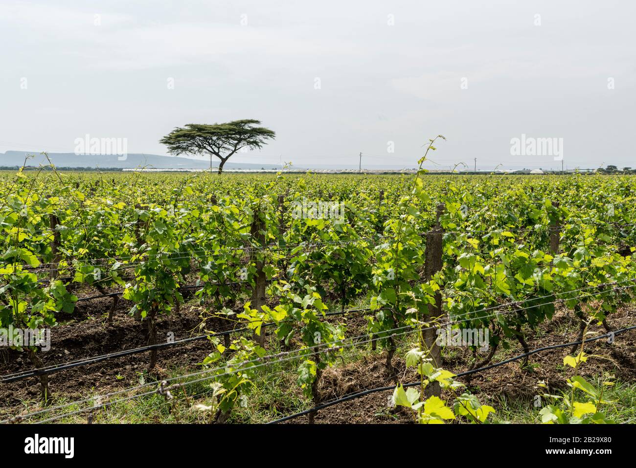 Vineyard near Ziway in Ethiopia, for production of Rift Valley wines ...