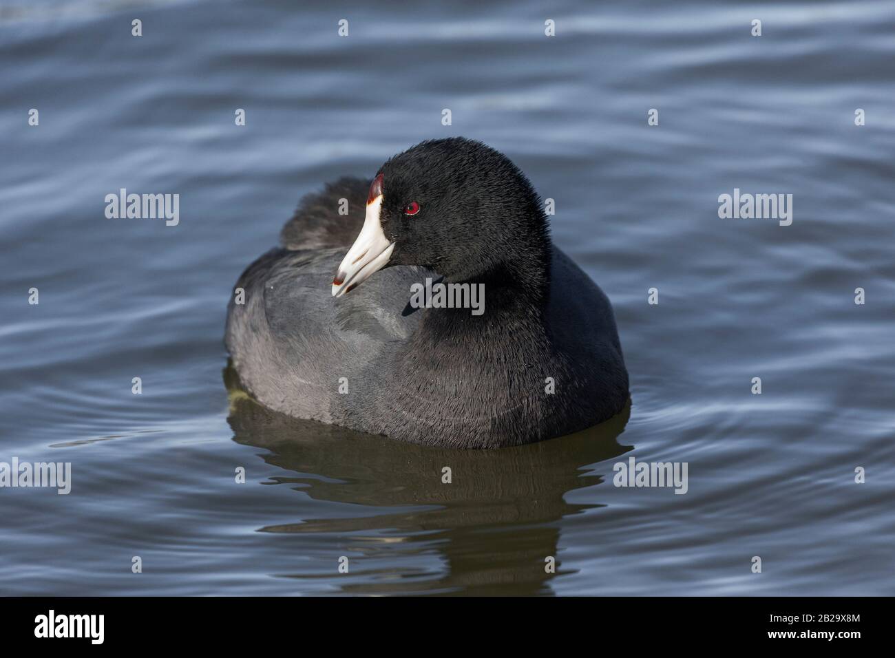 American coot bird at Delta BC Canada Stock Photo - Alamy