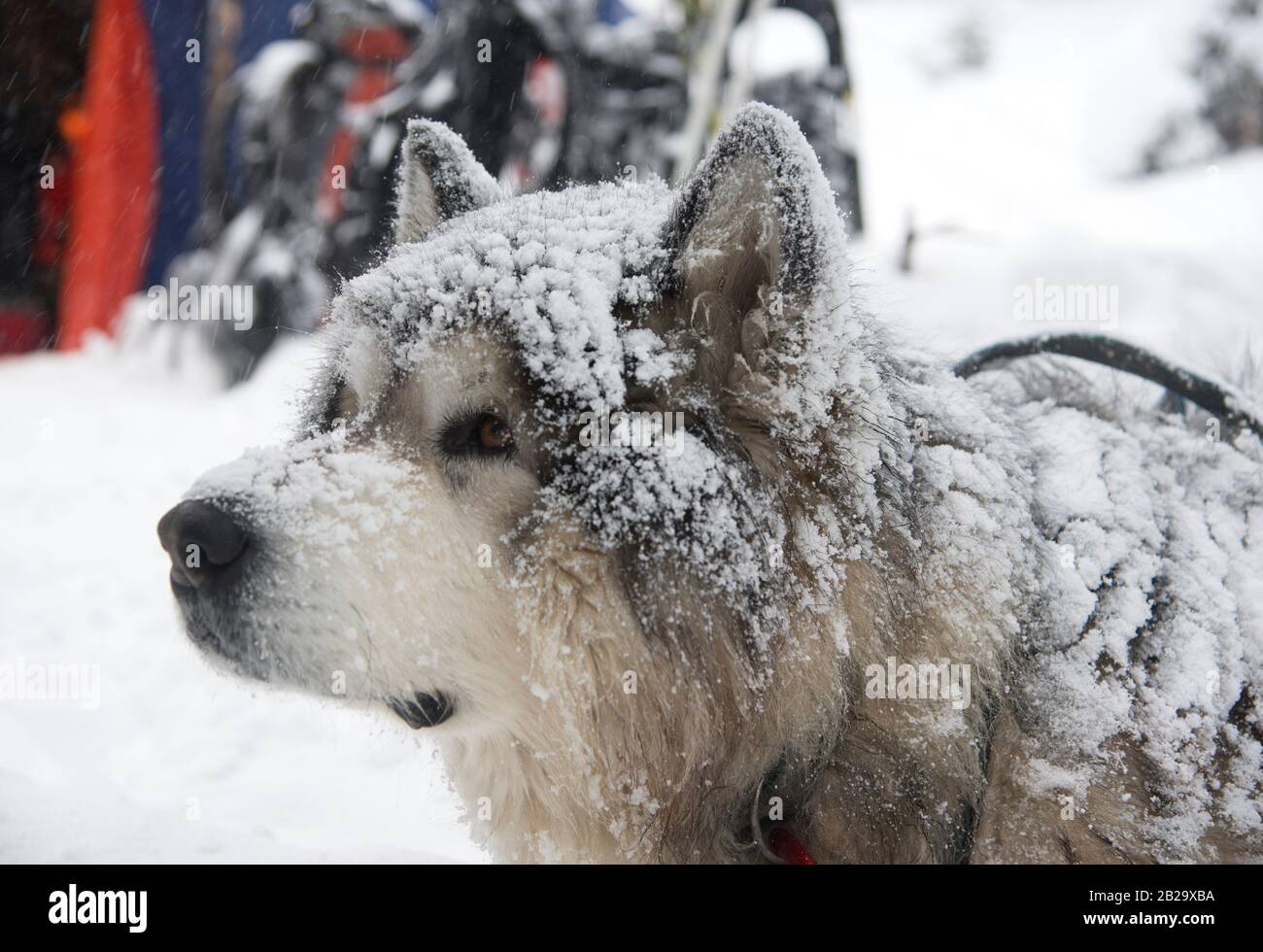 Large dog - Malamute under snow fall Stock Photo - Alamy