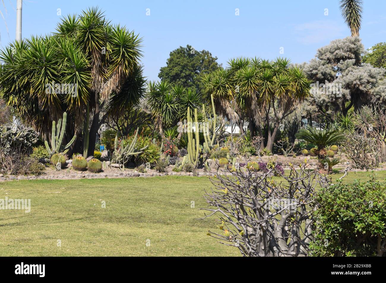 View of different kinds of bushes and shrubs in a garden Stock Photo ...