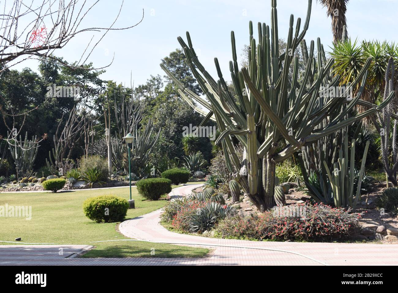 Peruvian apple cactus at a Cactus Garden Stock Photo - Alamy