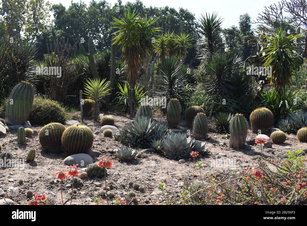 Cacti different types shapes sizes hi-res stock photography and images ...