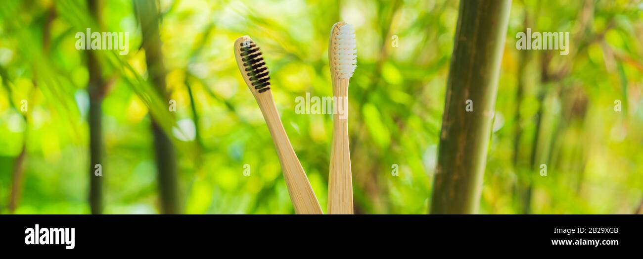 Bamboo toothbrush on a background of green growing bamboo BANNER, LONG ...