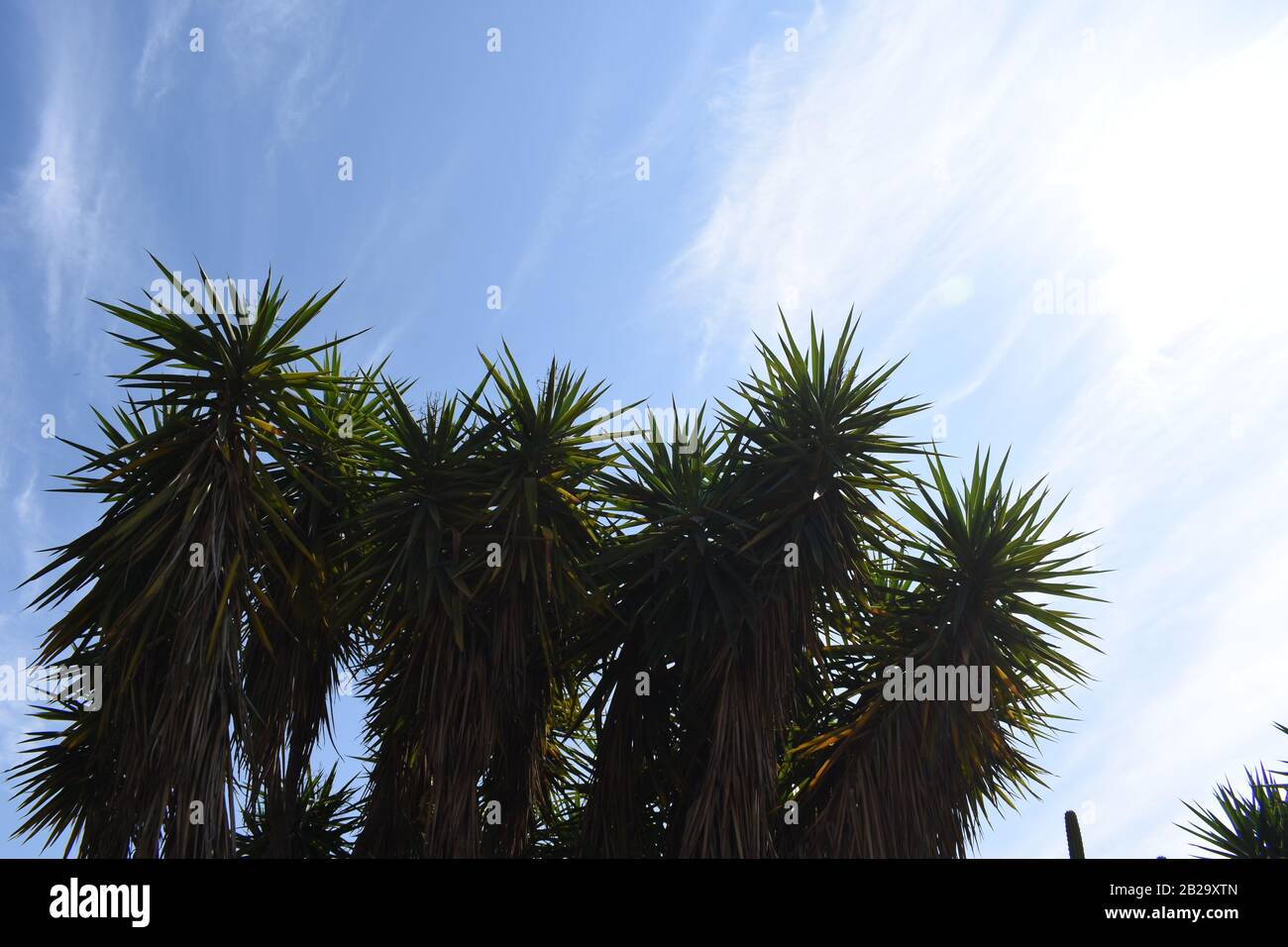 Branches of Yucca tree against blue sky Stock Photo - Alamy