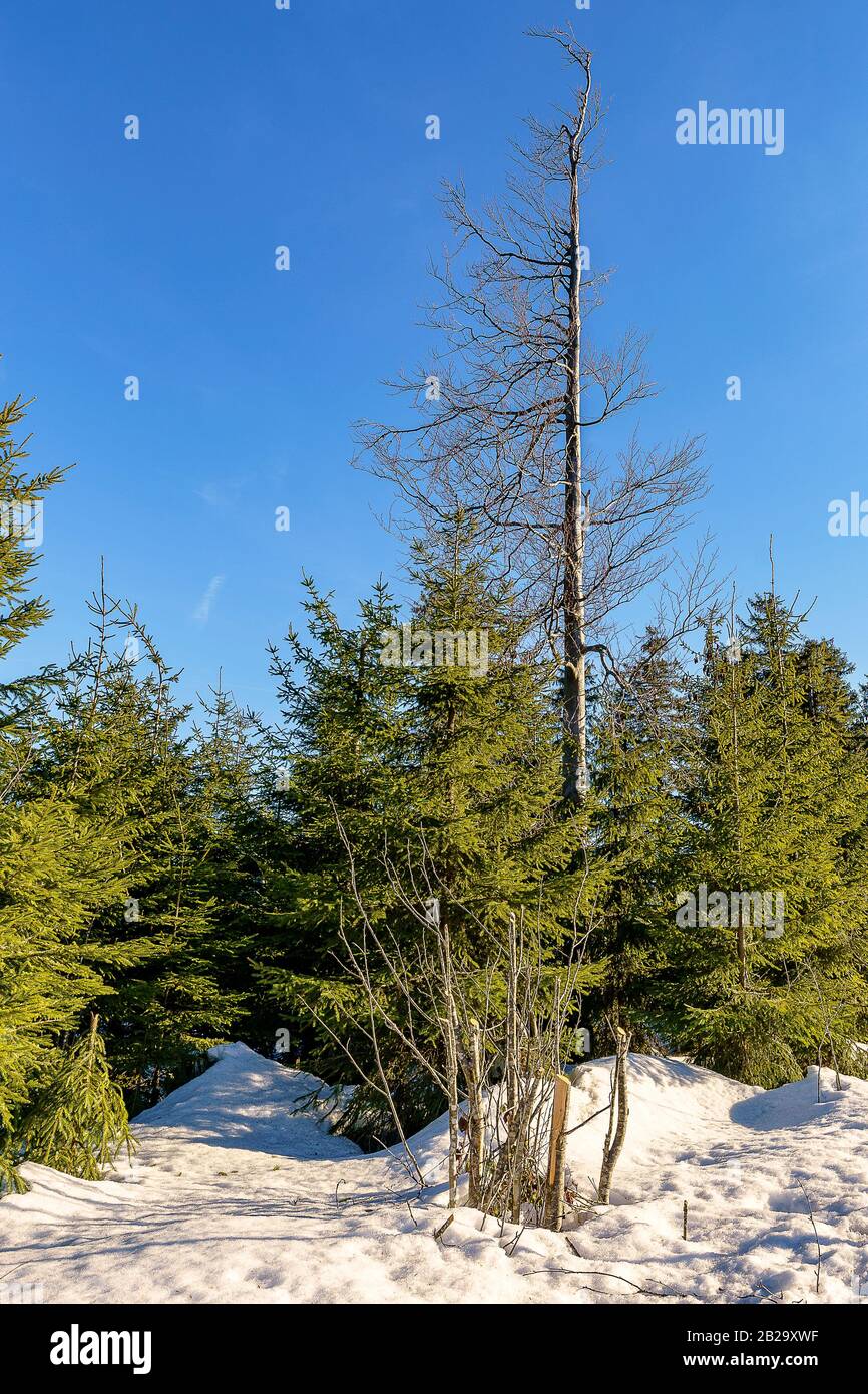 Winter image of the landscape of the Black Forest in winter, Oppenau ...