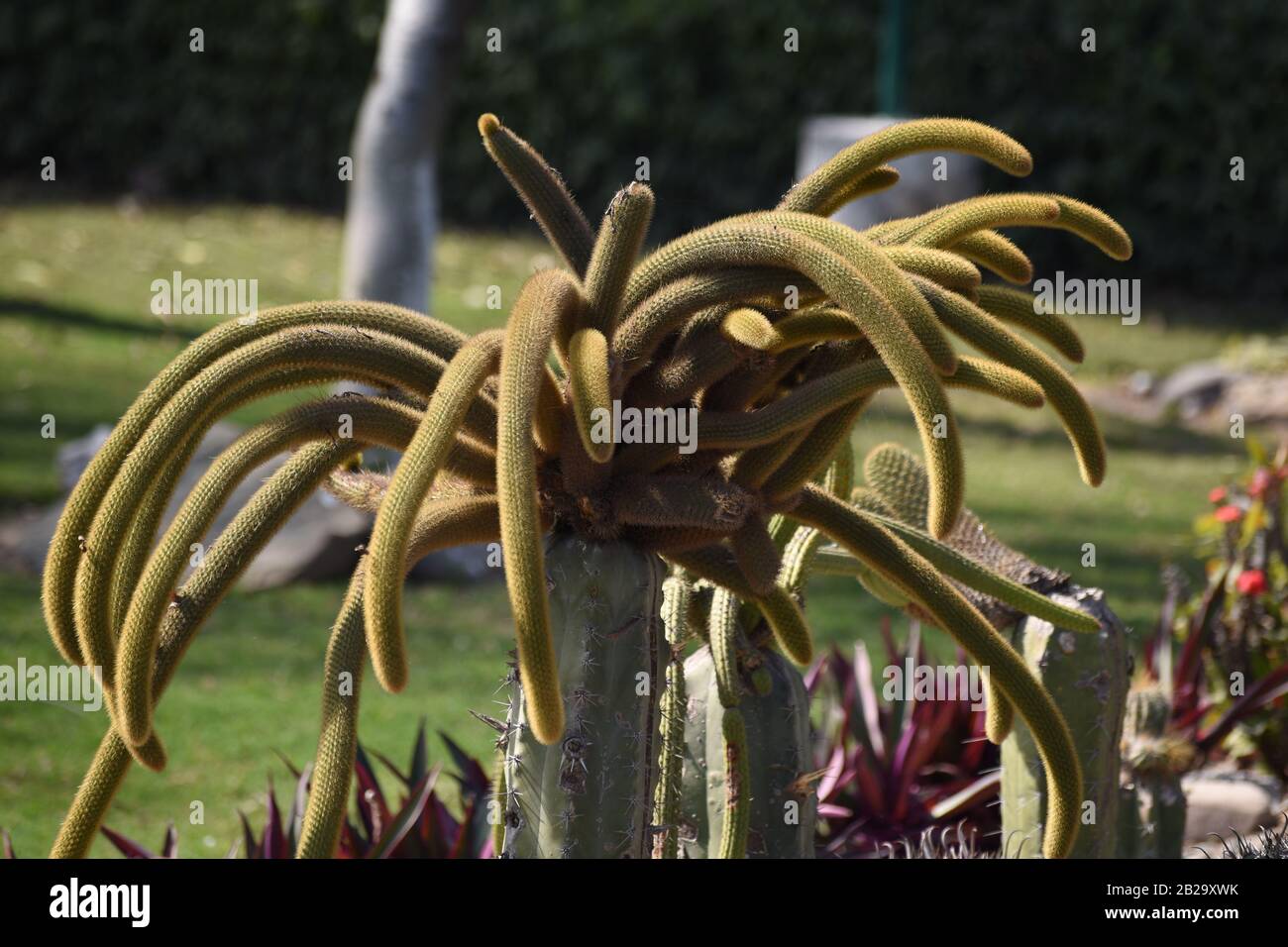 Cleistocactis hi-res stock photography and images - Alamy