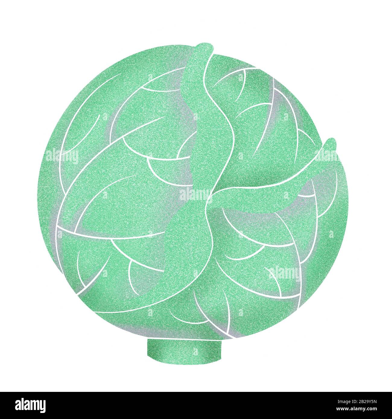 Hand drawn color texture cabbage illustration. Organic fresh vegetable ...