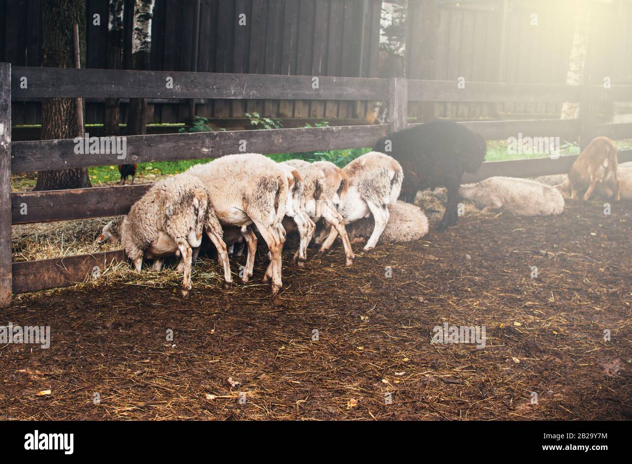 A lot of cute sheep on feeding, all of them are turned backwards and ...