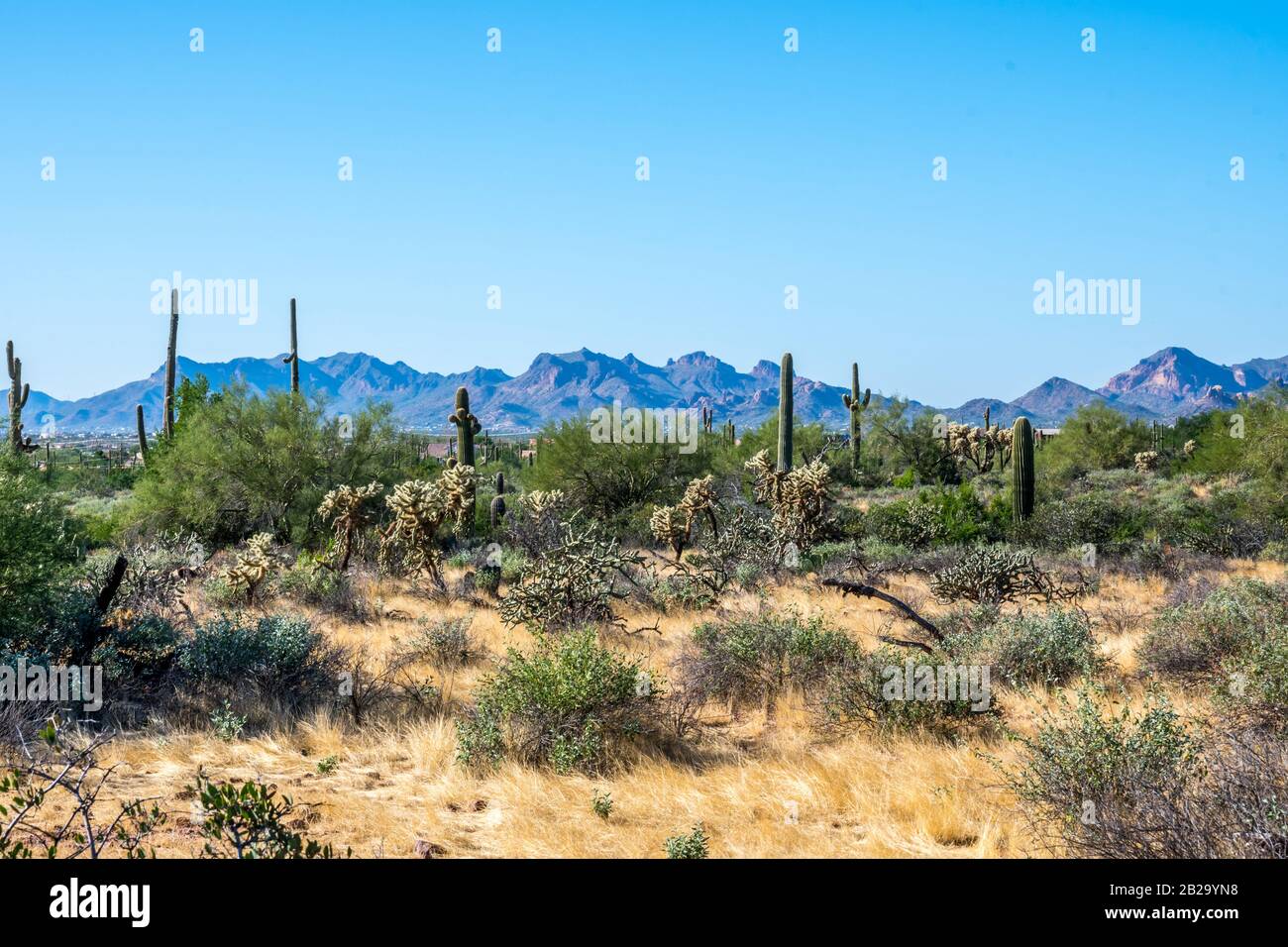A long slender Saguaro Cactus in Apache Junction, Arizona Stock Photo ...