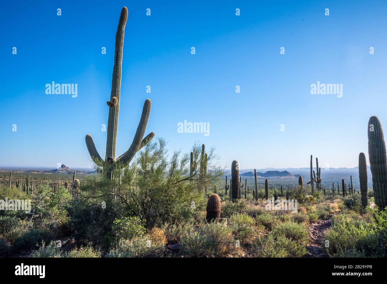 A long slender Saguaro Cactus in Apache Junction, Arizona Stock Photo ...