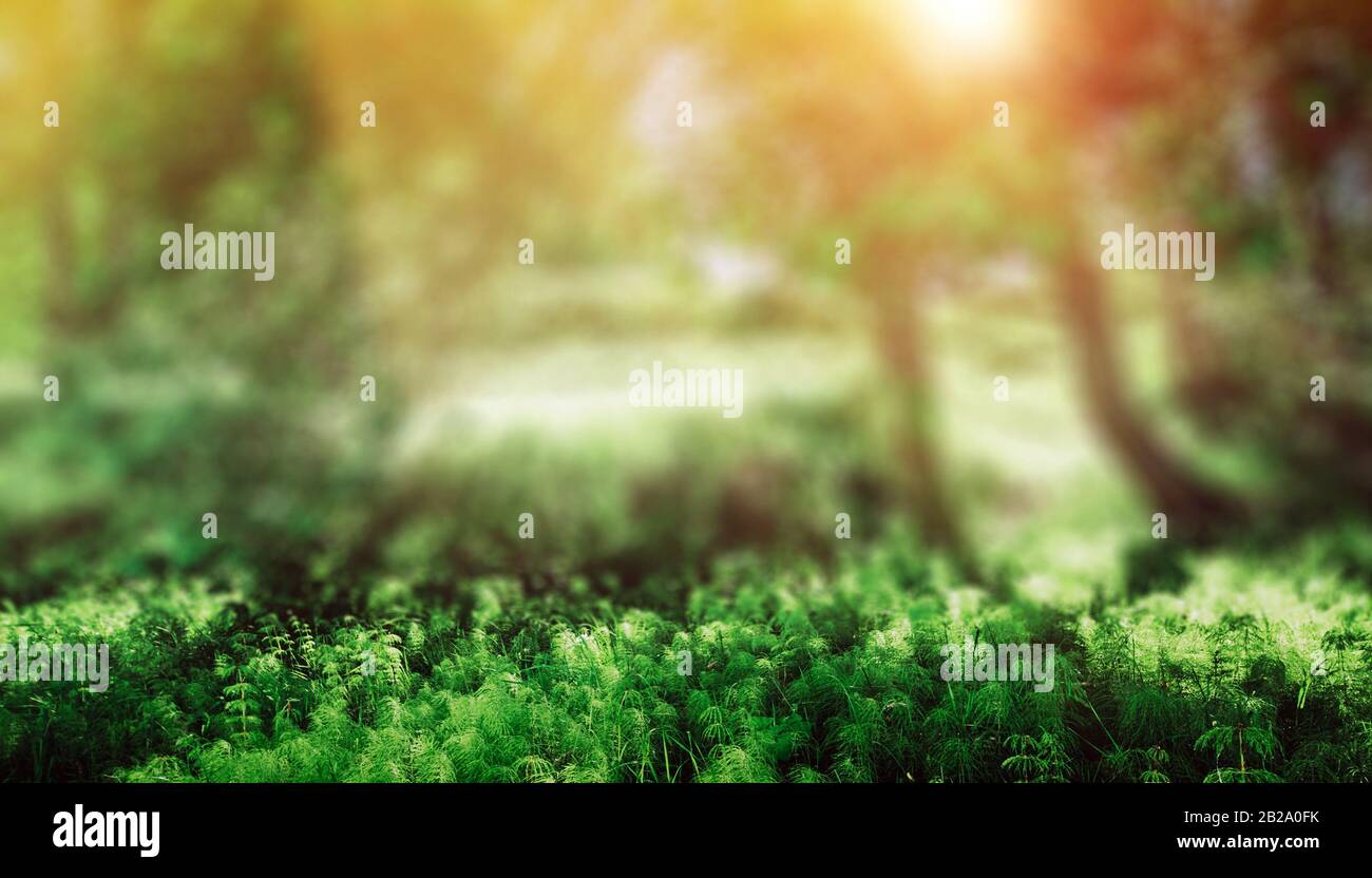 Beautiful park background. Plants and trees landscape Stock Photo - Alamy