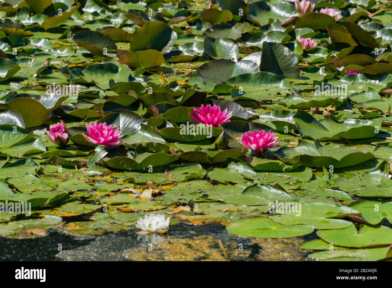 Water lilies in summer bloom hi-res stock photography and images - Alamy